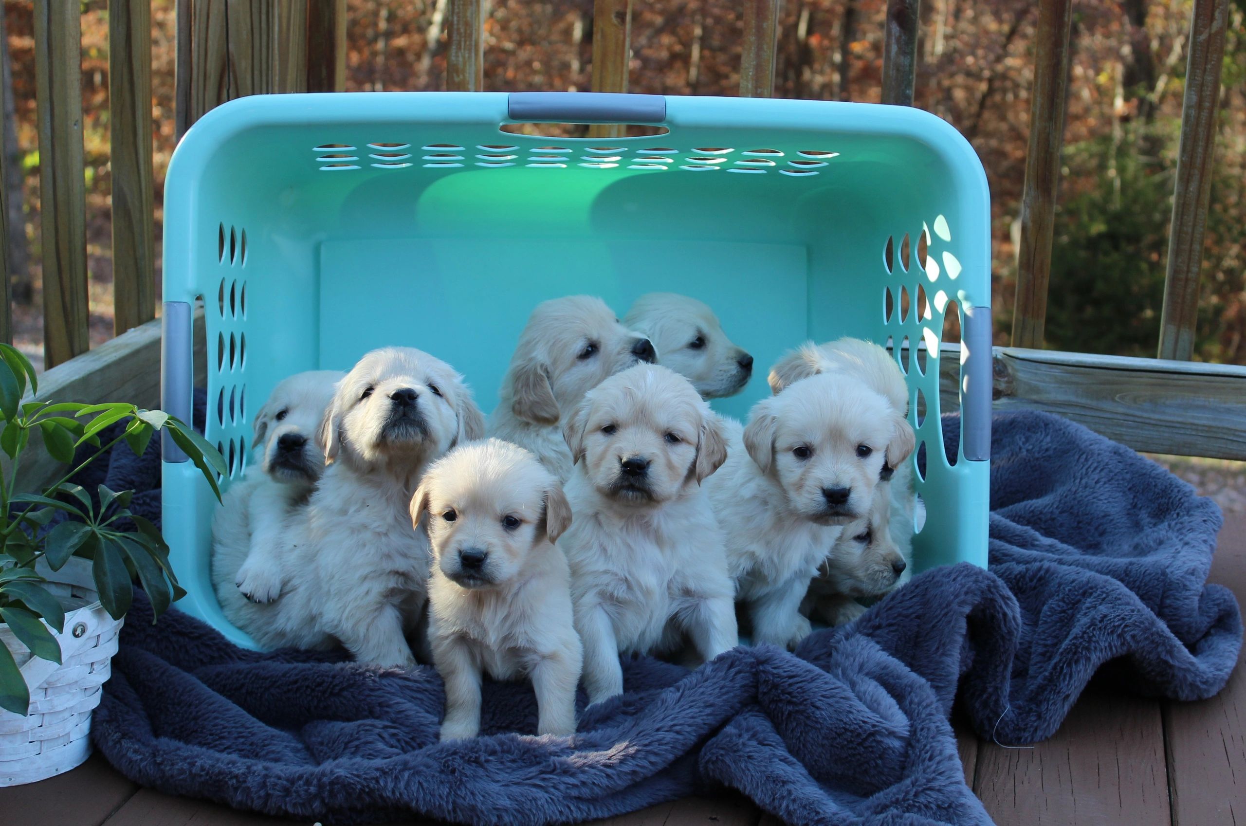 KC Goldens - Quality Golden Retriever Puppies in Missouri